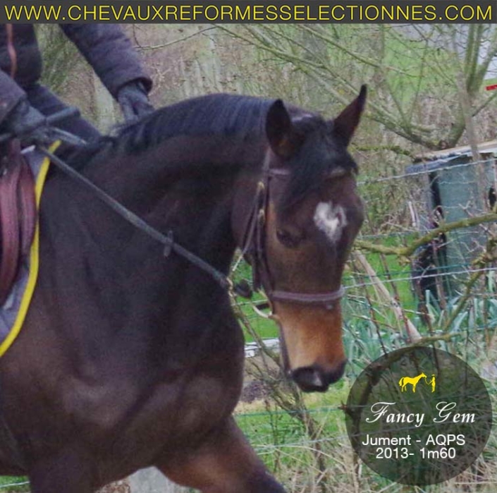 Découvrez la vidéo de Fancy Gem au travail en main - Chevaux Réformés ...