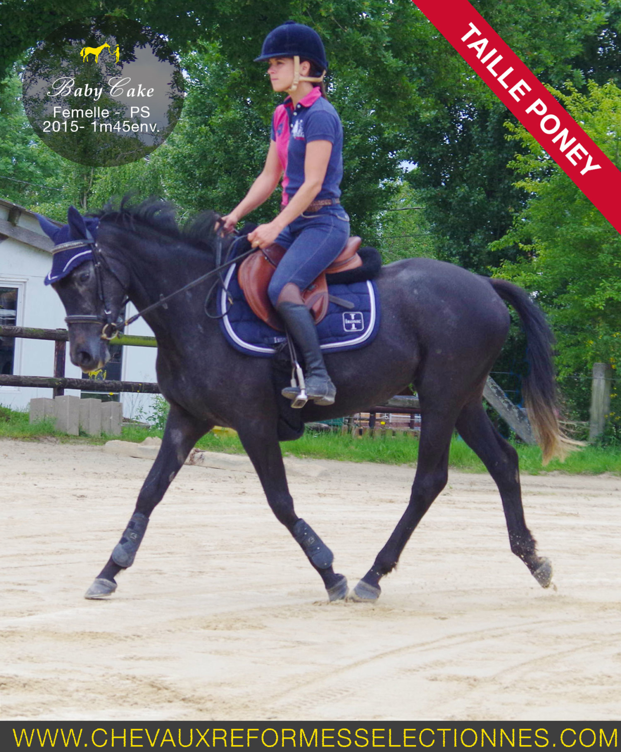 La mascotte de l'Ecurie Seconde Chance : BABY CAKE - Chevaux Réformés Sélectionnés